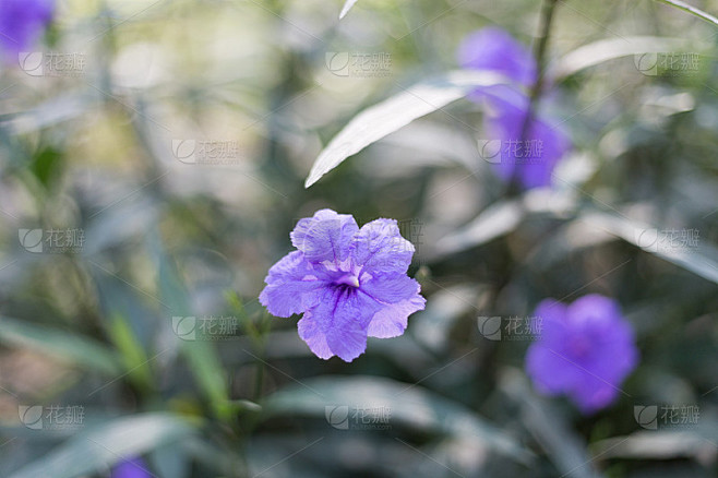 花园里的紫色的花