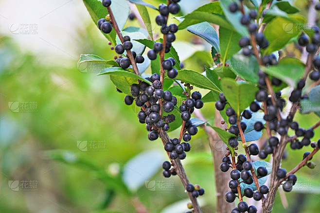 Cleyera japonica