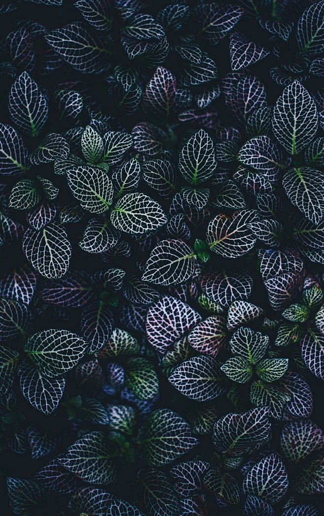 Leaves, by Annie Spratt | Unsplash-花瓣网