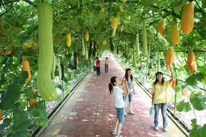 台湾在规划休闲农业时走出了一条“特色化&-花瓣网