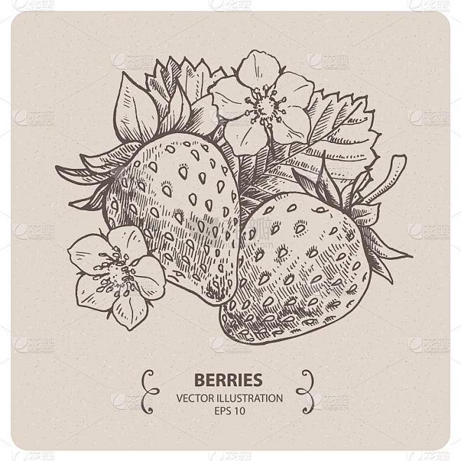 Srawberry向量元素素材-花瓣网