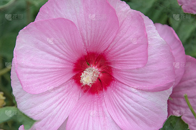Flower-Hibiscus-Pink-Indiana