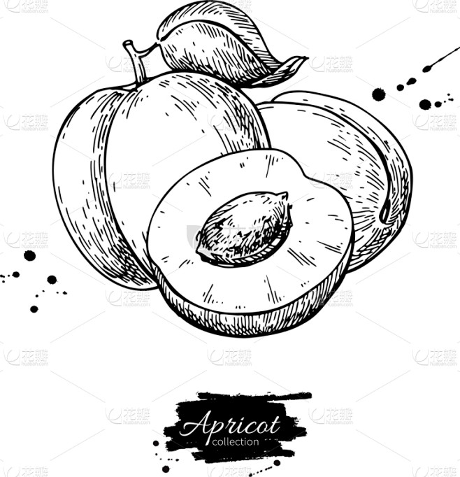 apricot drawing hand drawn fruit and