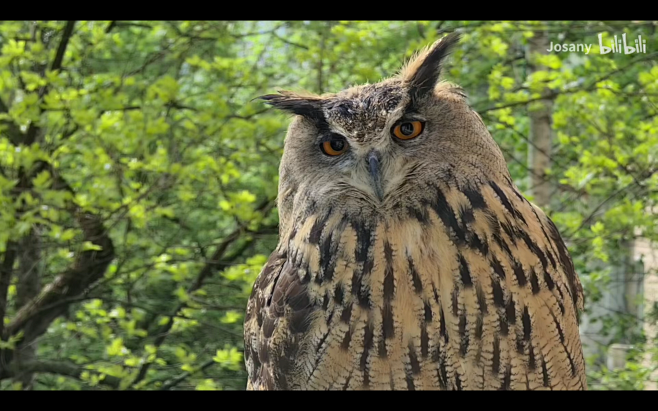 yoll_猫头鹰_2020年5月23日