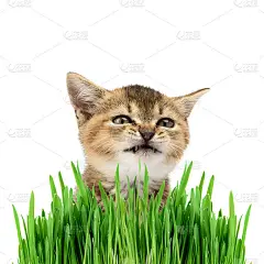 MegaRed脉拓精萃磷虾油纯南极含虾青素omega3深海鱼油软胶囊2瓶装-tmall.com天猫-花瓣网