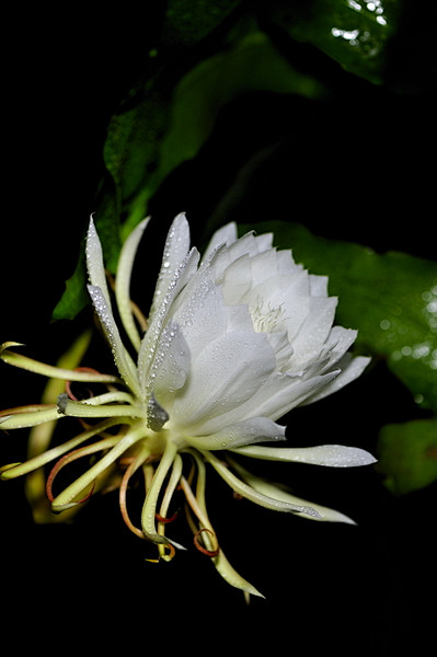 昙花一现