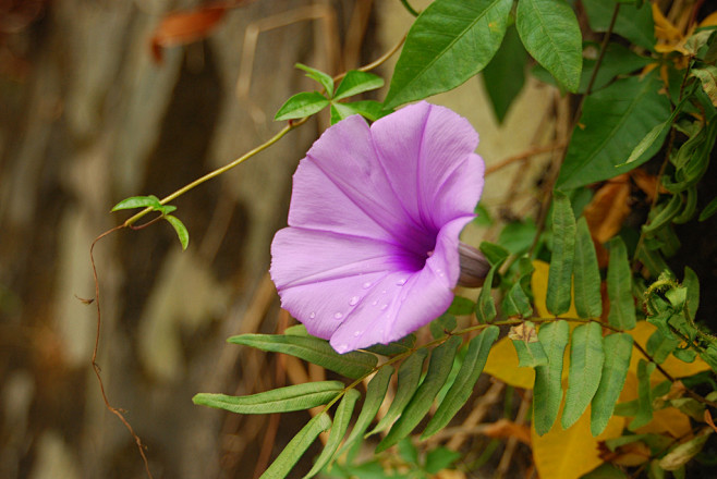 DSC_0650 | Flickr – 相片分享！