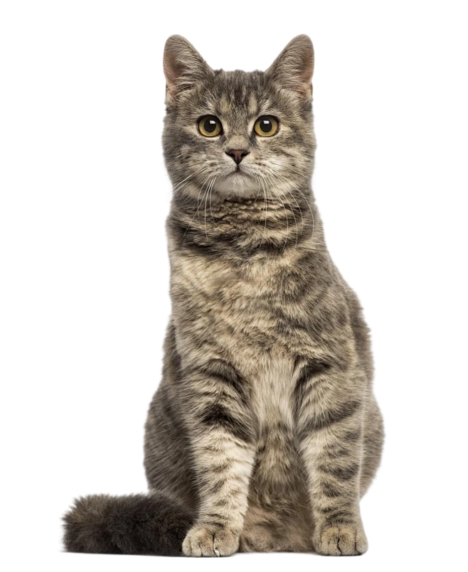 下载 (2)_美图抠图20240621 (1)-花瓣网