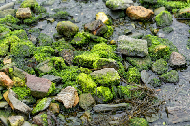 Green algae cover of stones