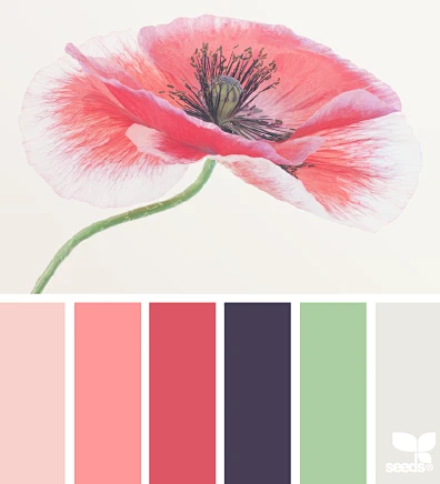 color bloom-花瓣网