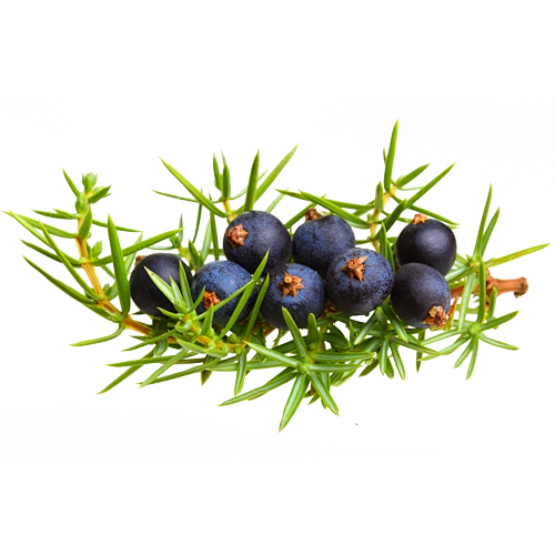 kisspng-juniper-berry-common-juniper-photography-royalty-f ...