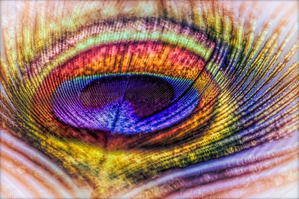 Abstract macro peacock feather, blur, multicolored exotic birdAbstract ...