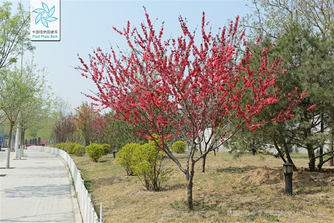 红花碧桃 Prunus persica L. 'Rubro-plena' 中国植物图像库
