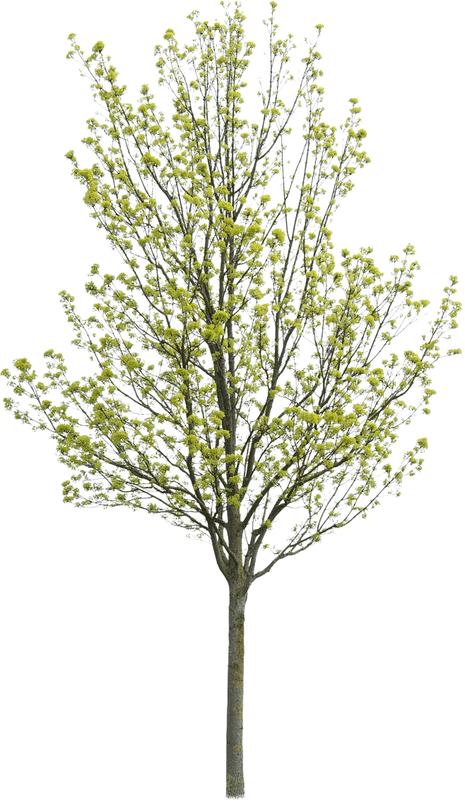 meye acer platanoides cut out tree in png-花瓣网