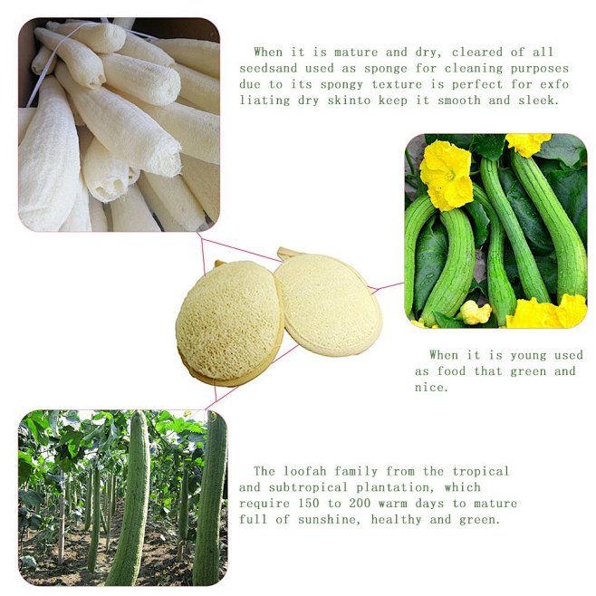 Amazon.com: Kiloline Exfoliating Loofah Pads-2 Pack 100% Natural Luffa ...