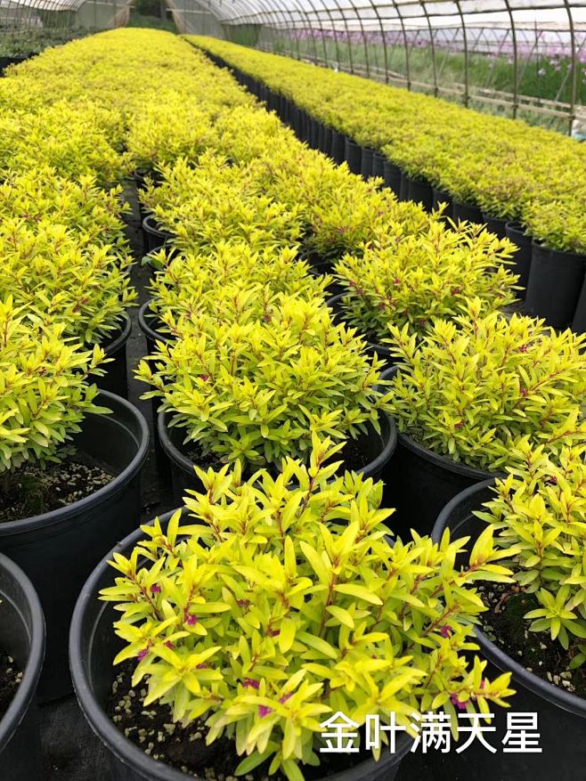 金叶满天星（金色红宝石）Cuphea hyssopifolia‘ golden ruby’常绿灌木，雪茄花的一种，小叶耐寒品种，叶片全年保持 ...