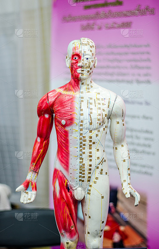 男性肌肉系统的解剖-全身