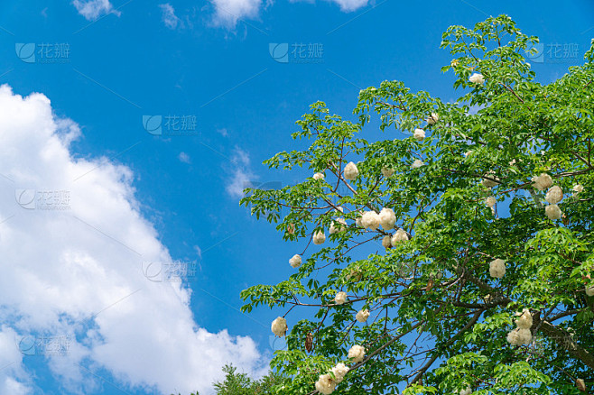 树枝上的猴面包树花