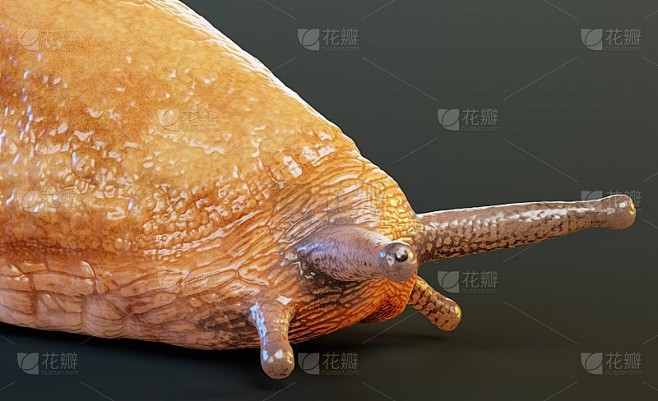 Dusky Arion - Slug的逼真3D渲染