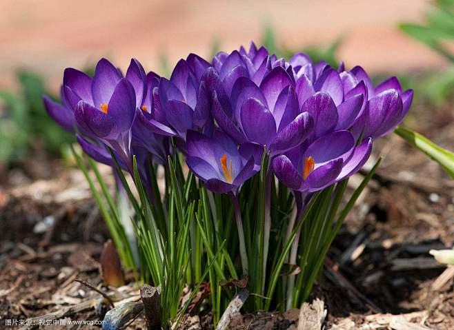 番红花（学名：Crocus sativus L.）又称藏红花、西红花，是一种鸢尾科番红花属的多年生花卉，也是一种常见的香料。多年生草本。球茎扁圆球形，直径约3厘米，外有黄褐色的膜质包被。叶基生 ...