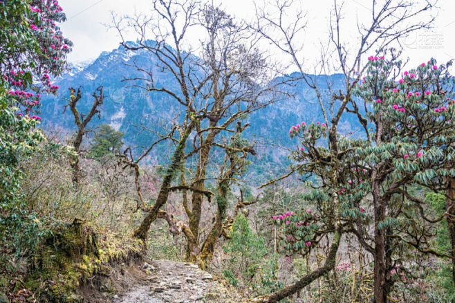 山,森林,杜鹃花属,尼泊尔,小路,自然,美,水平画幅,绿色,地形