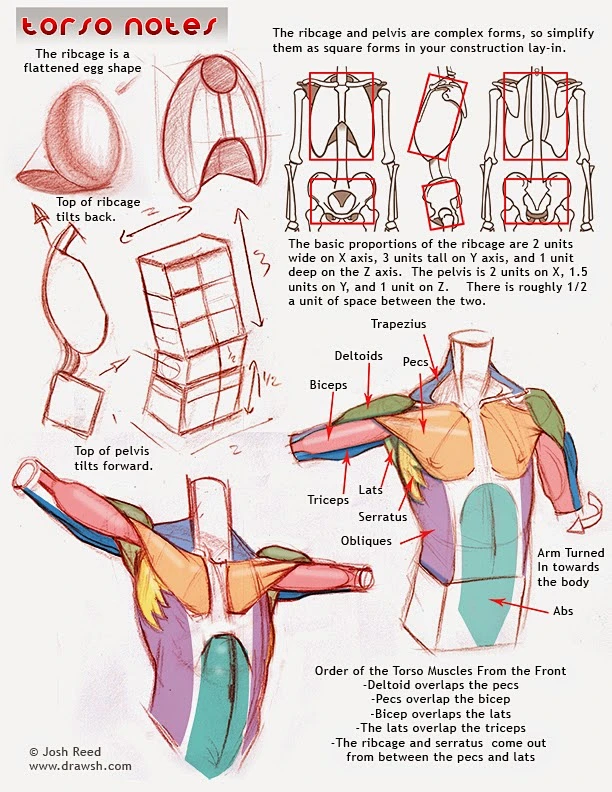 Drawsh: Anatomy图片_畫法 (人體)图片素材-花瓣网