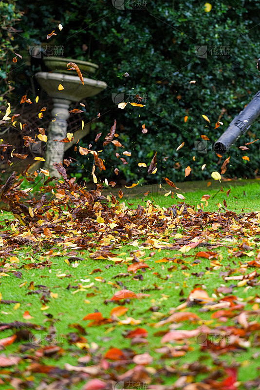 一名男子在秋天用吹叶机清理花园的秋叶