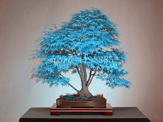 20 bonsai blue maple tree seeds Bonsai tree seeds. rare sky blue ...