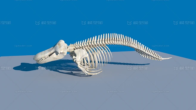 虎鲸骨骼模型-鱼类模型库-Maya(.ma/.mb)模型下载-cg模型网-花瓣网