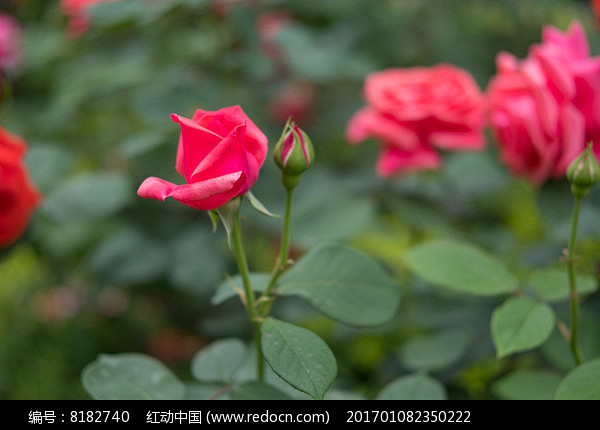 meiguihua_8182740