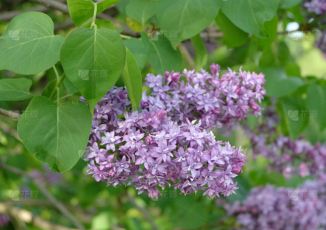 盛开的紫色特里淡紫色