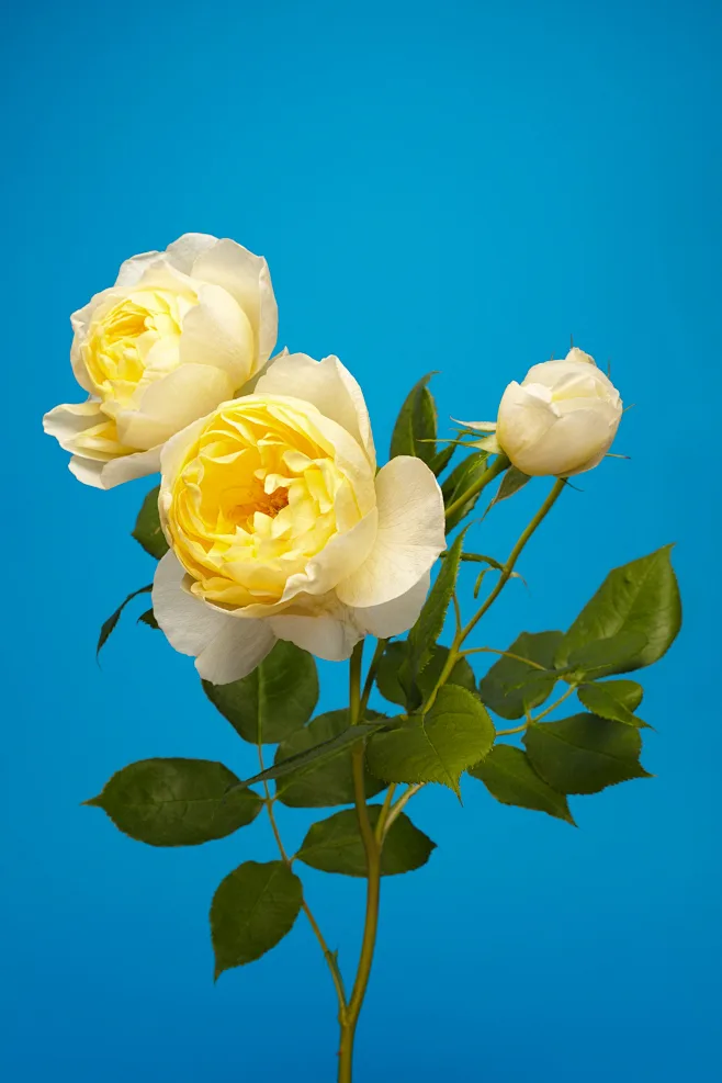 wren_agency_luke_stephenson_roses_16-花瓣网