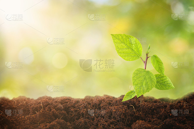 植物,太阳,概念,环境,开端,白昼,幼小动物,背景虚化,照明设备,生长