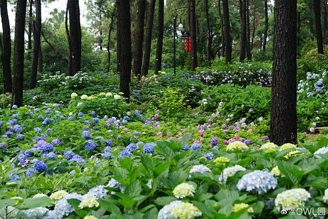 林下花海 杭州余杭临平公园-绣球