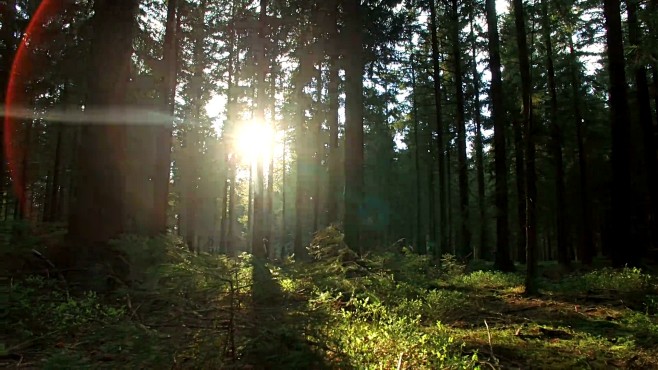 春天的寂静森林，美丽明亮的阳光