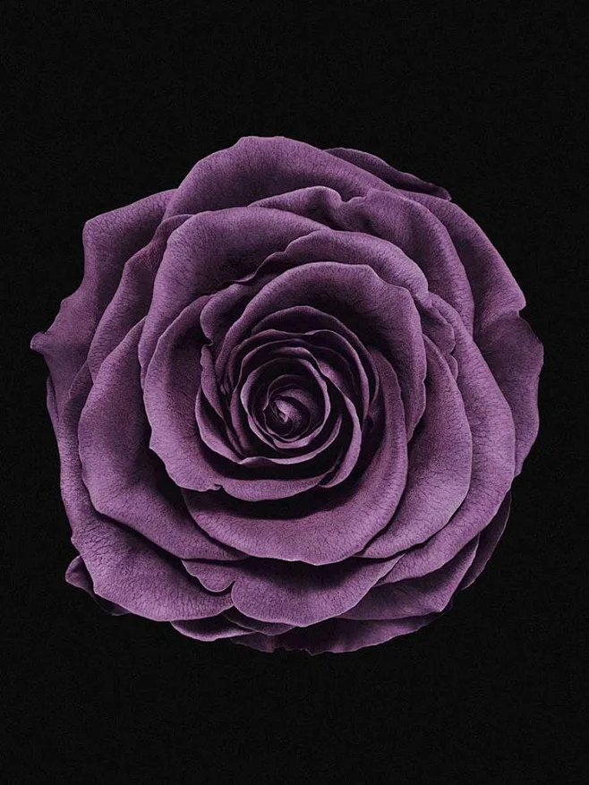 Nori_Inoguchi_Still_life_photographer_nyc_120604_13_19.jpg-花瓣网