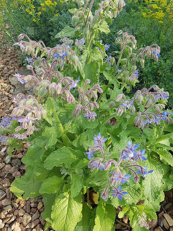 Borago officinalis’