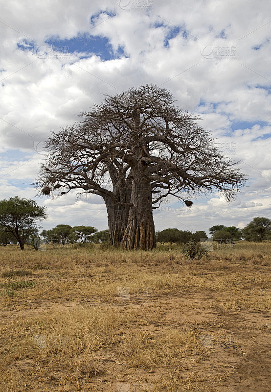 Baoba tree