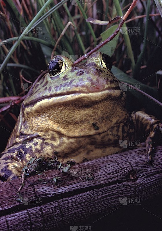 美国牛蛙（拉娜·凯斯贝亚纳）