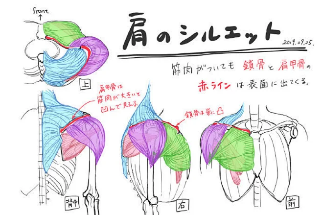 #人体结构#-花瓣网