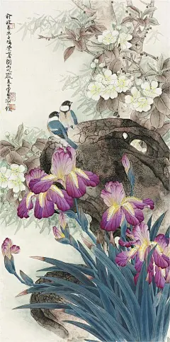 鸢尾花图片大全-鸢尾花高清好看的图片--花瓣云淡风轻fanyun的画板