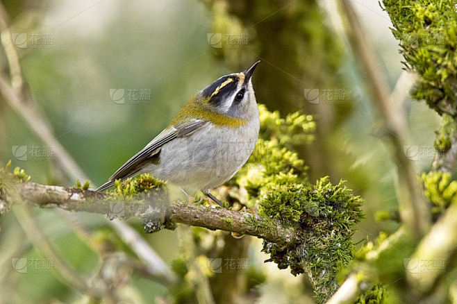 Firecrest