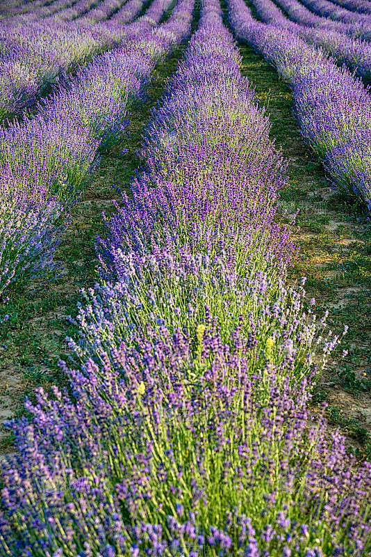 紫色Levander字段