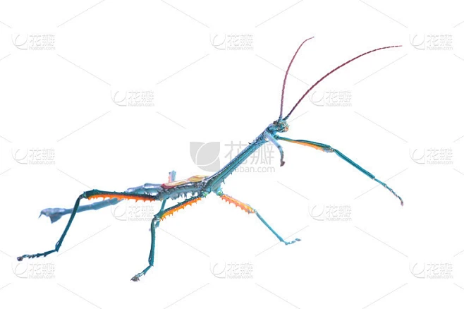 Madagascar stick insect Achrioptera fallax isolate素材-花瓣网