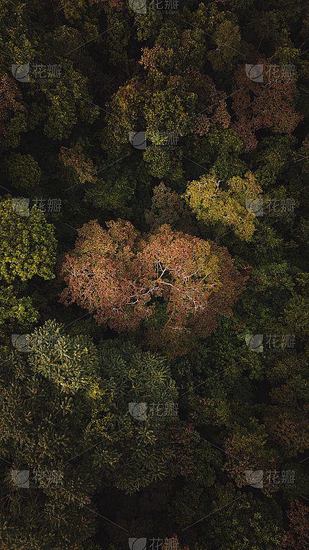 哥伦比亚森林的鸟瞰图