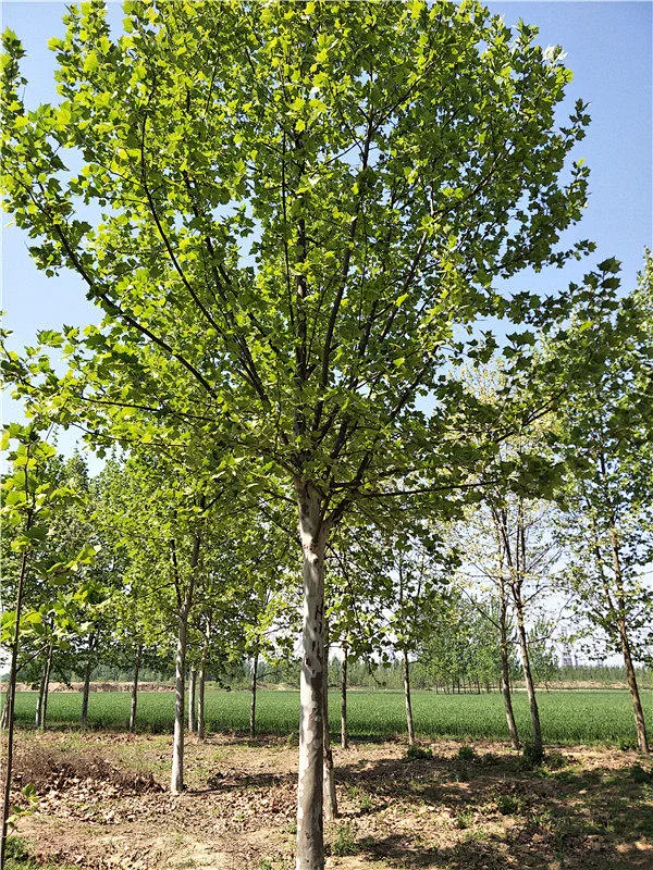 法桐的搜索结果_360图片-花瓣网