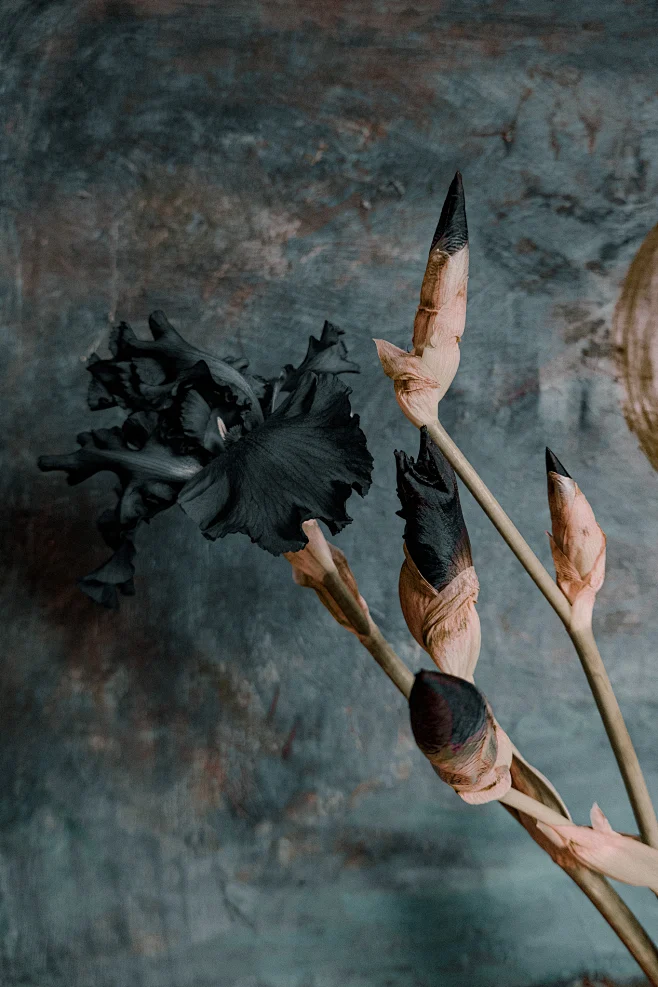Shades of iris on Behance-花瓣网