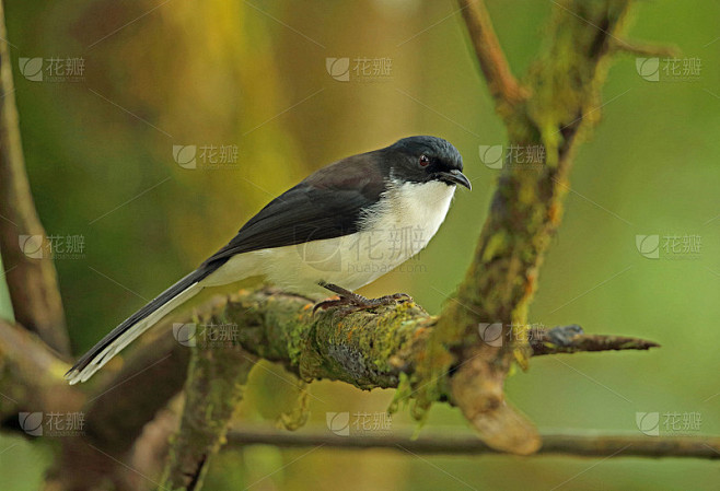 Dark-backed Sibia