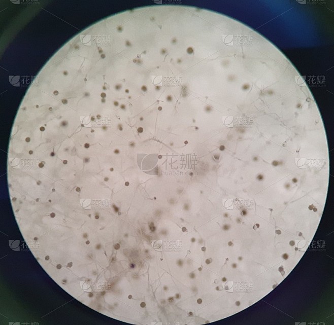 实验室显微镜下的微生物观察