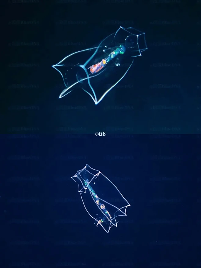 深海无界|每天认识一种海洋生物——巴斯水母 中文名：巴斯水母 学名: Bassia bassensis 分类：Abylidae 科单型红吸虫属 ...